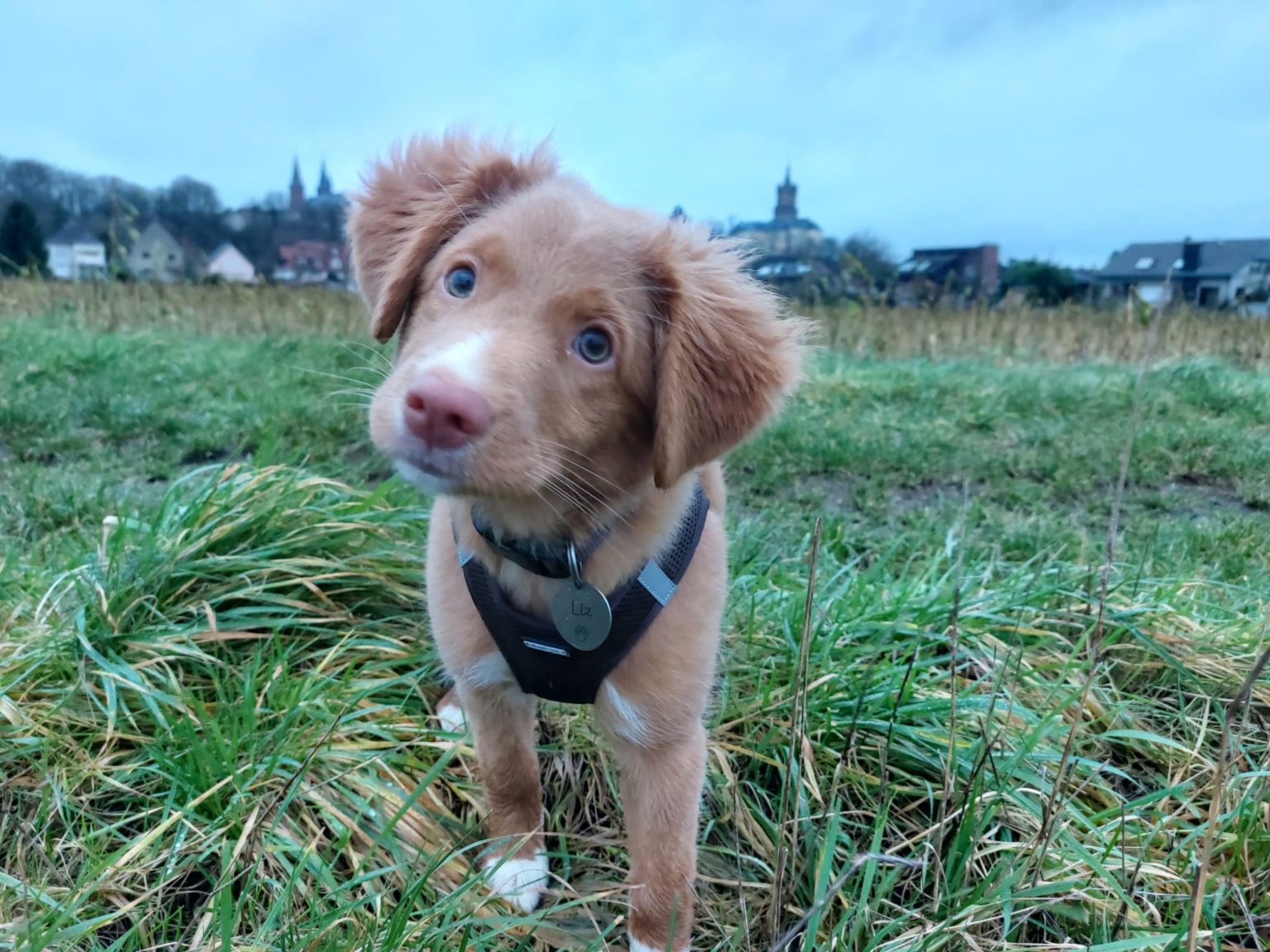 Therapiebegleithund - Dr. Justina Lukat-Piron